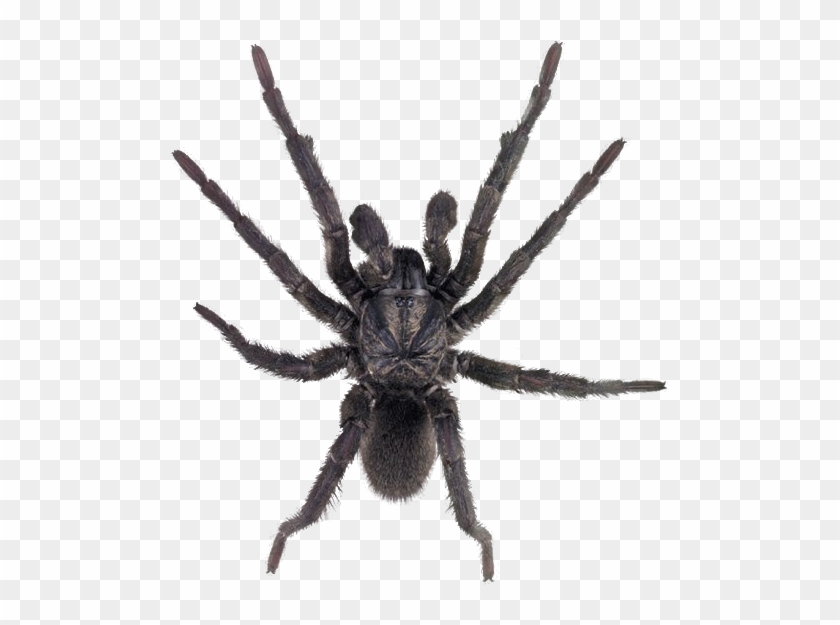 Spider Png Image - Transparent Background Spider Png - Free Transparent ...
