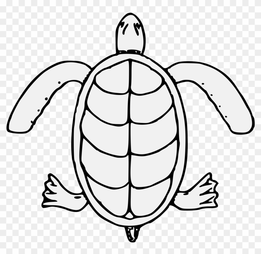 Pdf - Sea Turtle - Full Size PNG Clipart Images Download