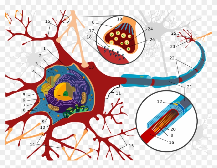 Diagram Of The Neutron Cell - Parts Of A Neuron - Full Size PNG Clipart ...