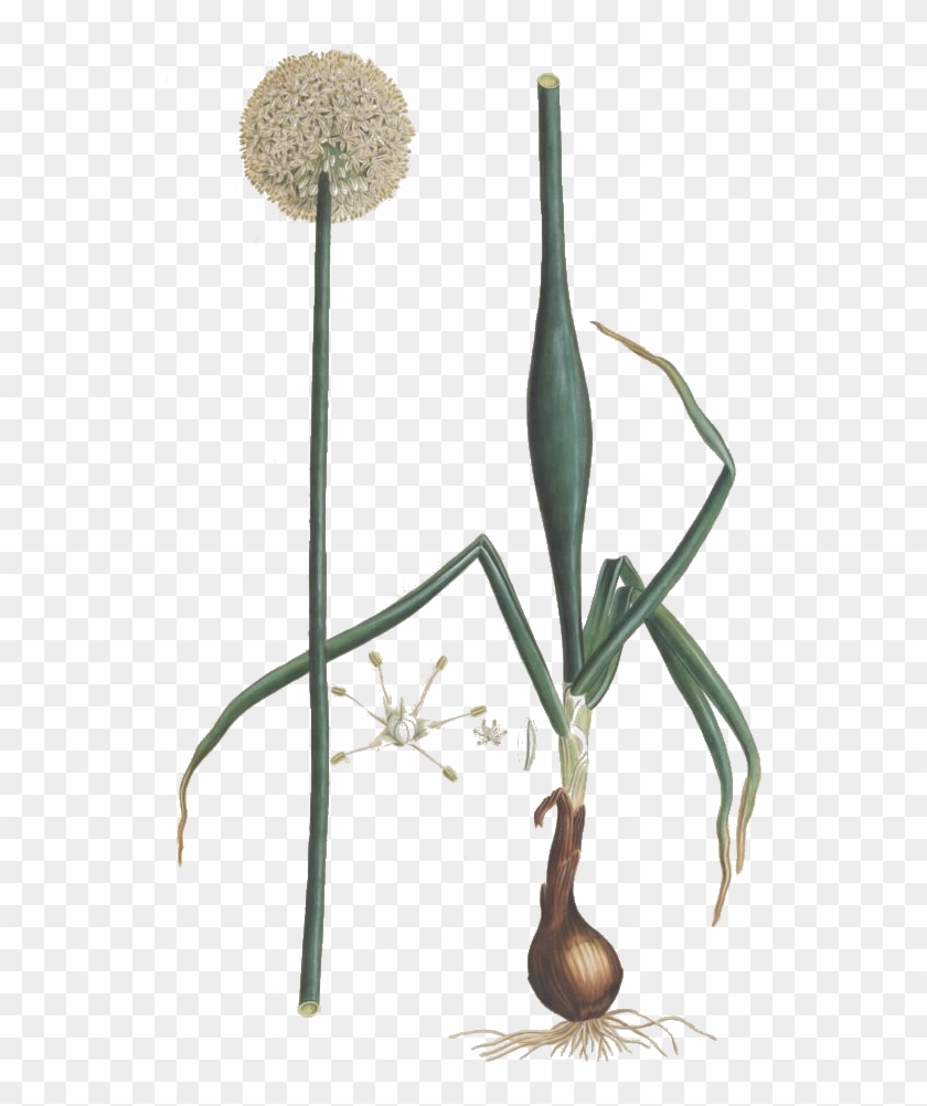 Zwiebel Allium Cepa Drawing - Drawing - Free Transparent PNG Clipart ...