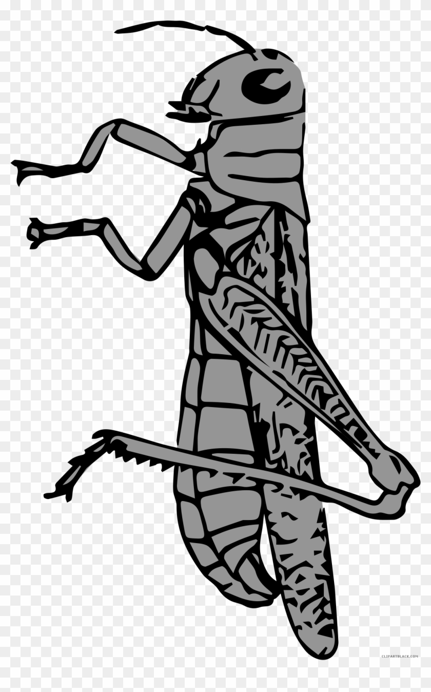 Grasshopper Animal Free Black White Clipart Images - Illustration ...
