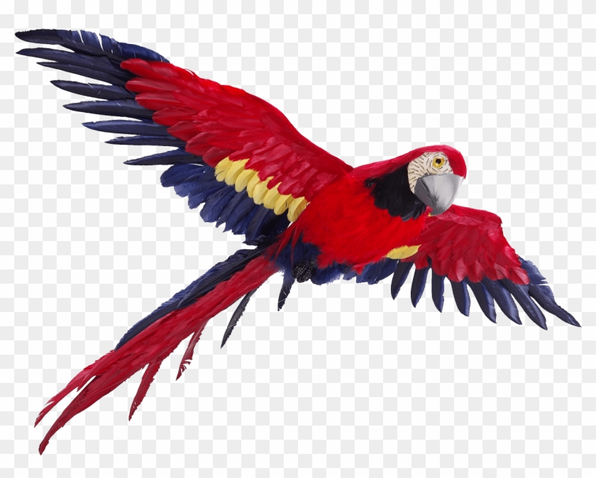Flying Parrot Png - Full Size PNG Clipart Images Download