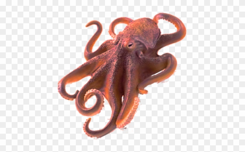 Octopus - Octopus Transparent Background - Free Transparent PNG Clipart ...