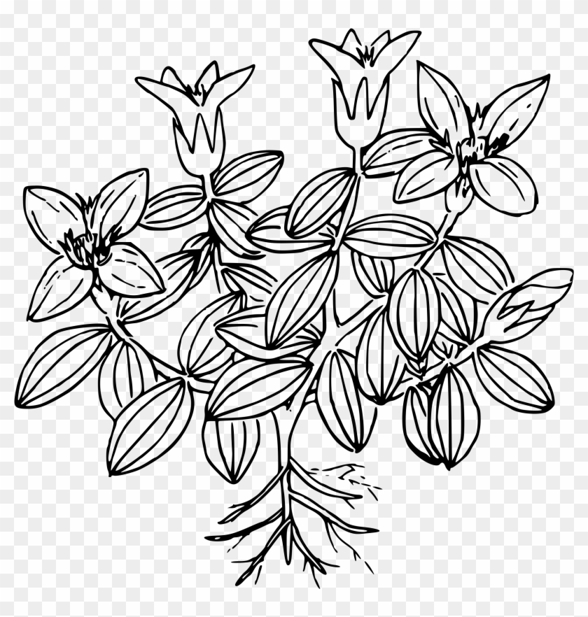 Moss Gentian - Ornamental Plant - Full Size PNG Clipart Images Download