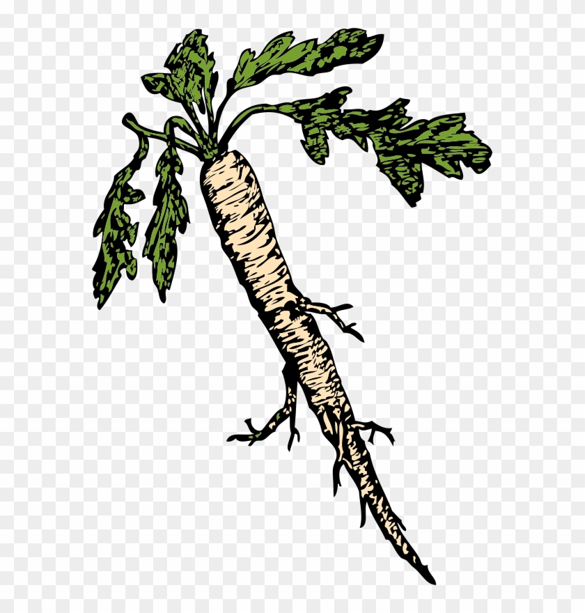 Download - Edible Roots Clipart - Full Size PNG Clipart Images Download
