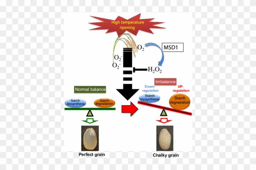 Grain Clipart Starch - Graphic Design - Free Transparent PNG Clipart ...