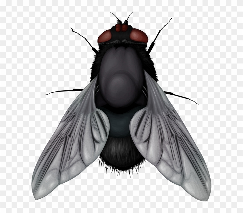 Fly Png Image - Fly Vector Png - Free Transparent PNG Clipart Images ...