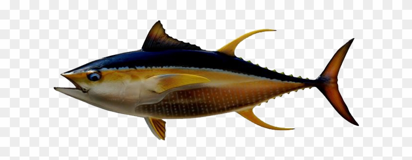 Panama Tuna Fishing Season - 37 Inch Needle Fish - Full Size PNG ...