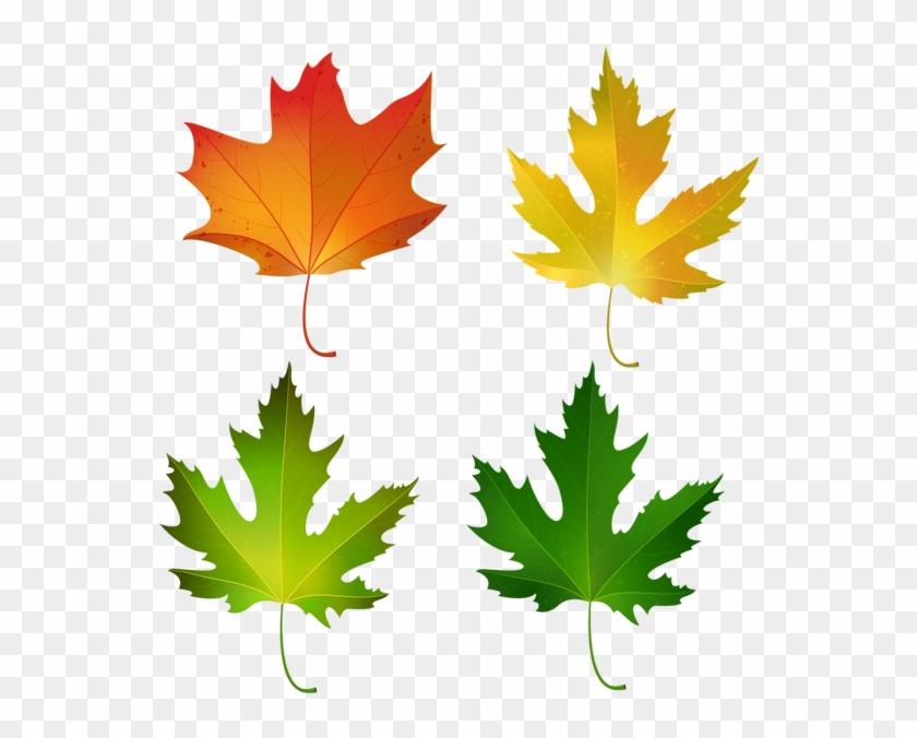 Fall Maple Leaves Set Png Decorative Clipart Image - Sugar Maple Leaf ...
