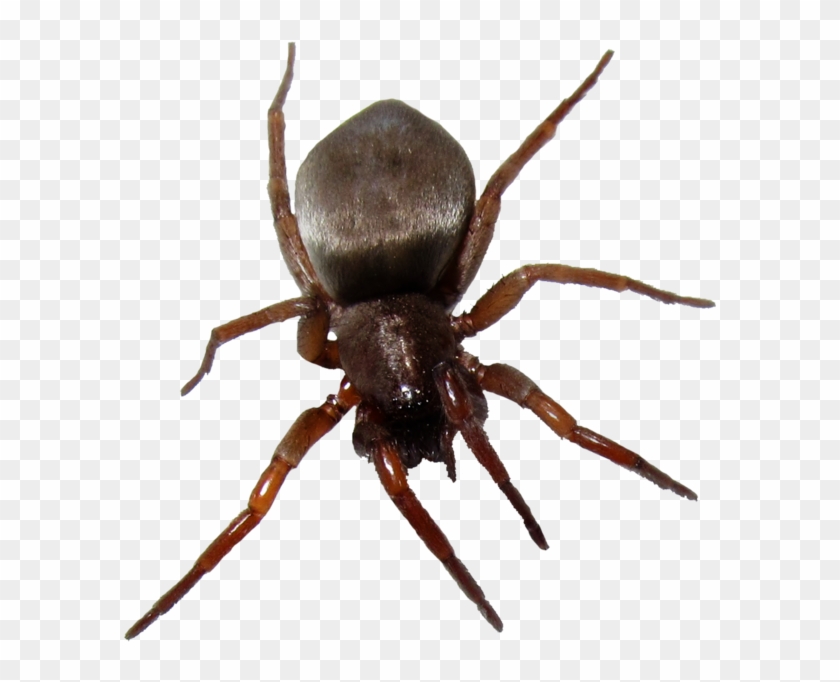 Insect Clipart Transparent Background - House Spiders In Ontario - Full ...
