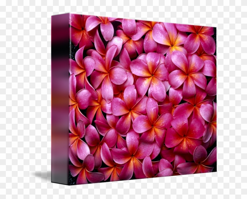 Supplier Generic Flowers Pink Plumeria Frangipani Background - Free ...