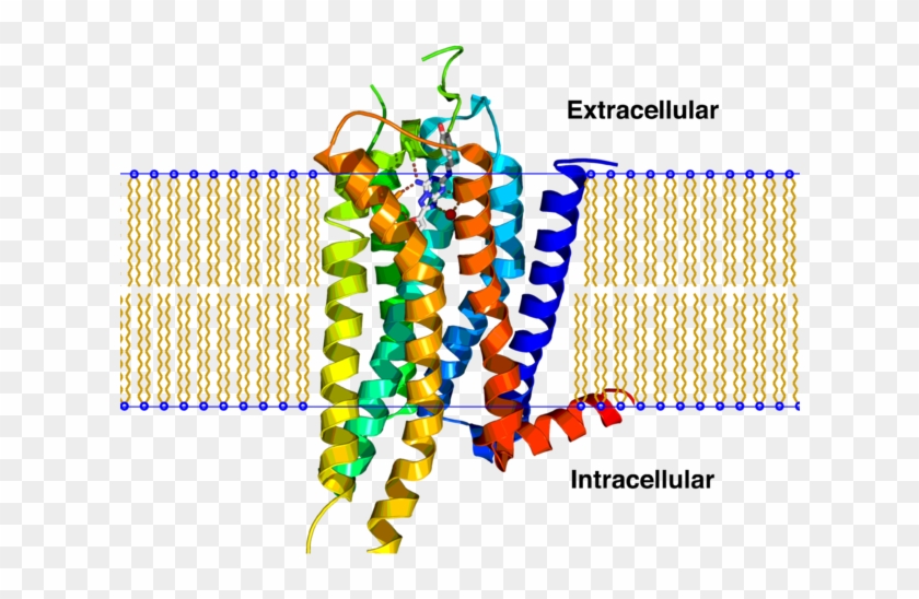 A2a Receptor Bilayer - Gpcr Structure - Full Size PNG Clipart Images ...