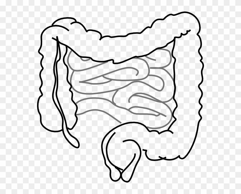 Small And Large Intestine Clip Art - Outline Of Digestive System - Full ...
