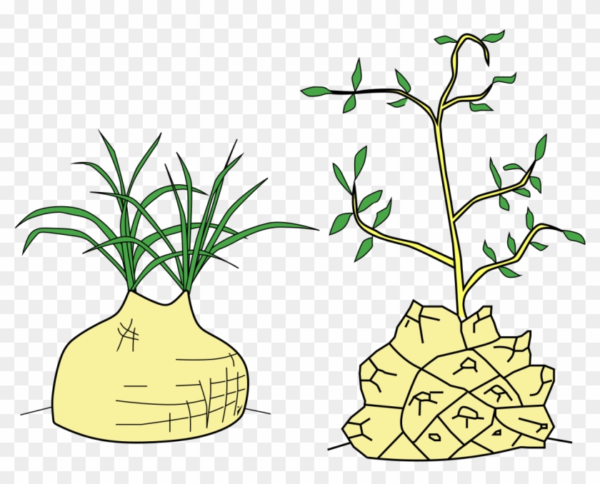 Stem Morphology Type Caudiciform Stems - Stem Morphology Type ...
