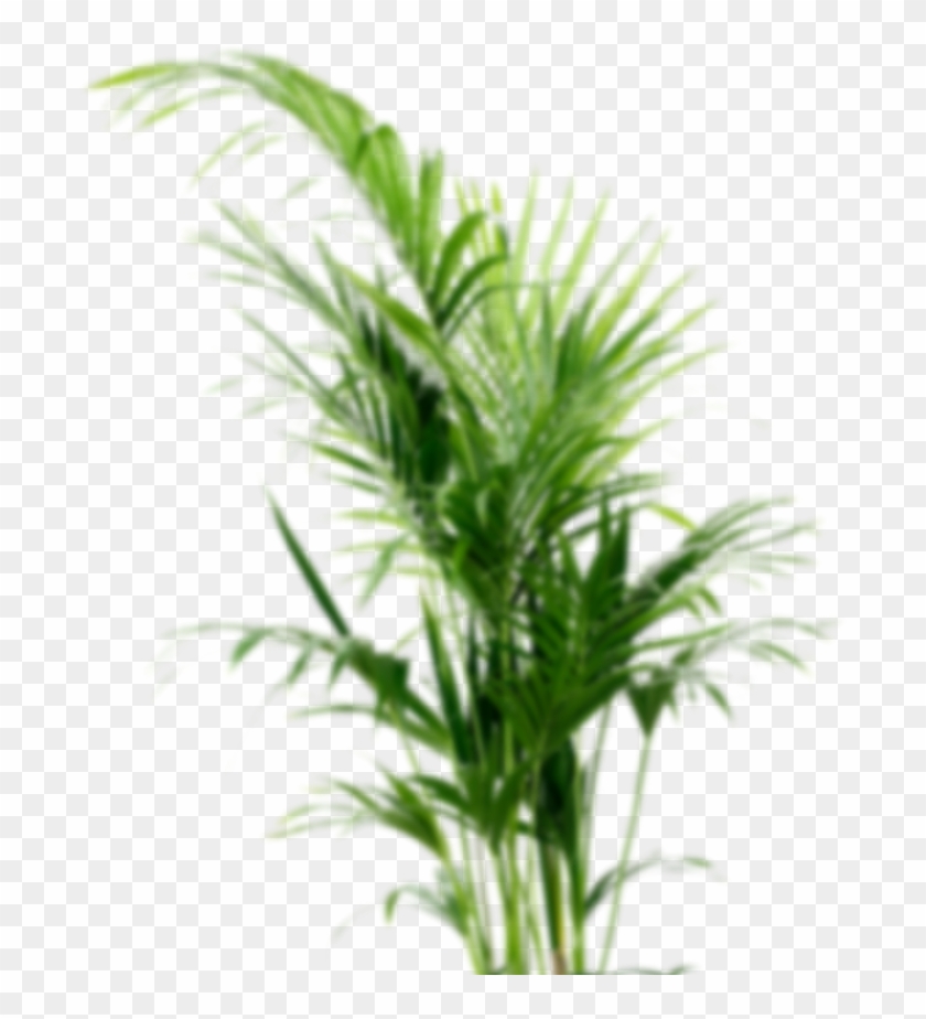Howea Forsteriana - Free Transparent PNG Clipart Images Download