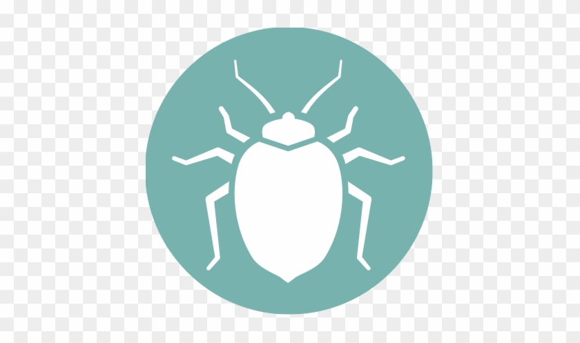 Bedbugs Are Small Insects That Can Live In Cracks And - Bed Bug - Full ...
