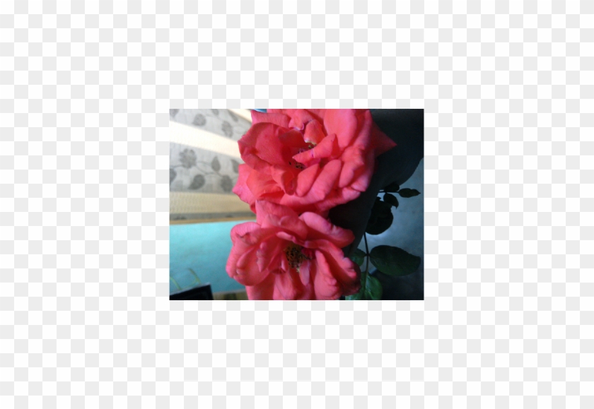 Shreya Mehto - Hybrid Tea Rose - Free Transparent PNG Clipart Images ...