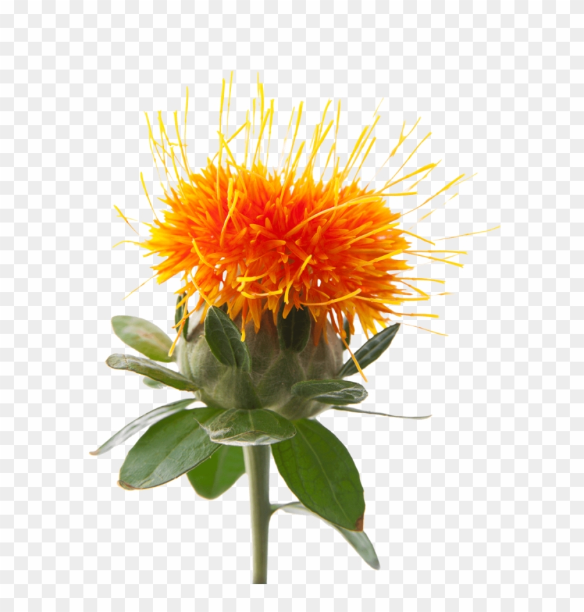 Carthamus Tinctorius - Free Transparent PNG Clipart Images Download