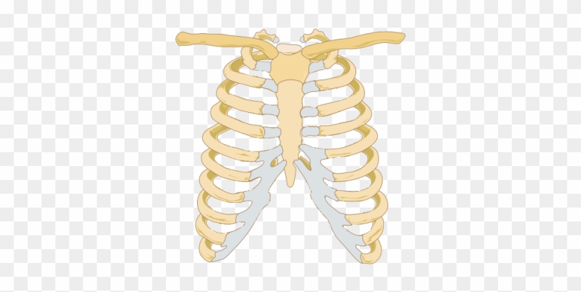 Rib Cage Images Png Images - Ribcage Of A Cat - Full Size PNG Clipart ...