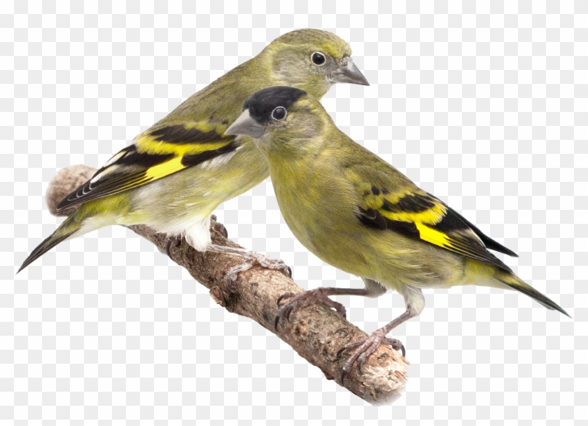 Spinus Spinescens - Spinus Spinescens - Free Transparent PNG Clipart ...