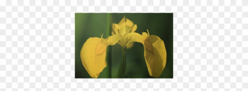 Yellow Iris - Free Transparent PNG Clipart Images Download