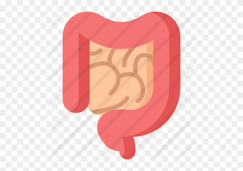 Intestine - Small Intestine - Full Size PNG Clipart Images Download