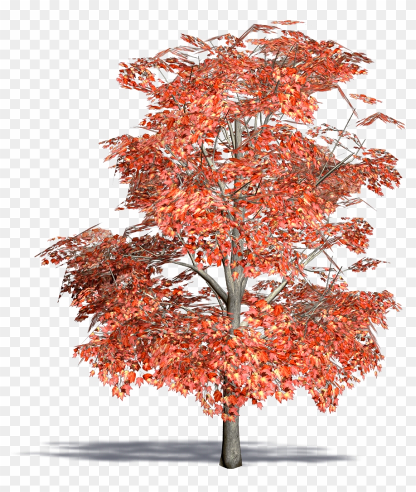 Maple - Free Transparent PNG Clipart Images Download