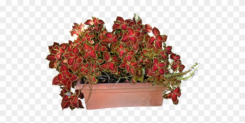 Coleus Png - Free Transparent PNG Clipart Images Download