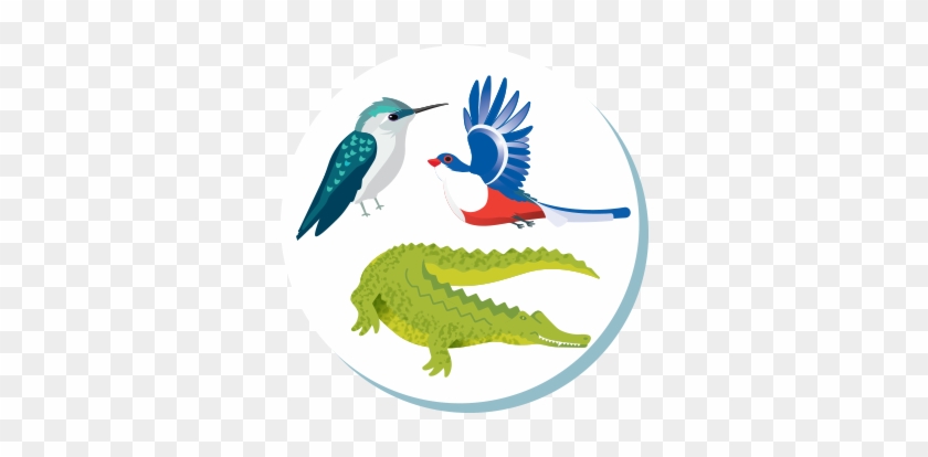 Hummingbird Trogon Alligator - Trogon - Free Transparent PNG Clipart ...