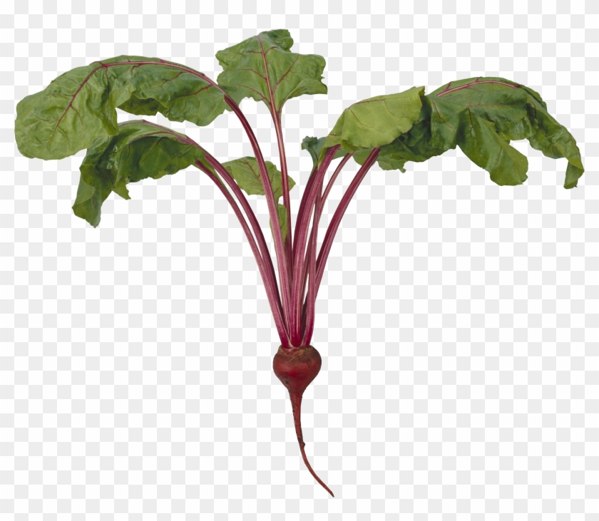 Beet Png - Beet Plant Png - Full Size PNG Clipart Images Download
