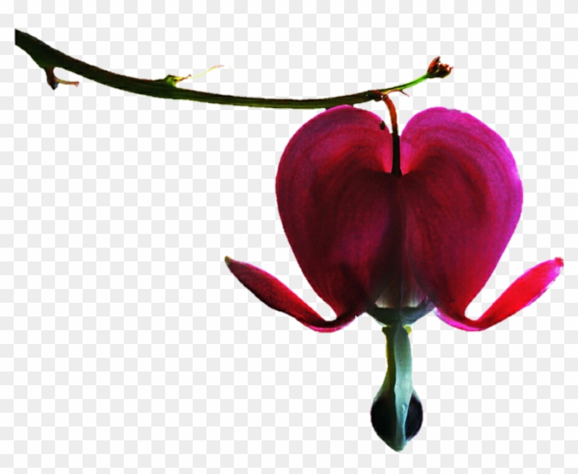 Pink Bleeding Heart By Jeanicebartzen27 - Pacific Bleeding Heart - Full ...