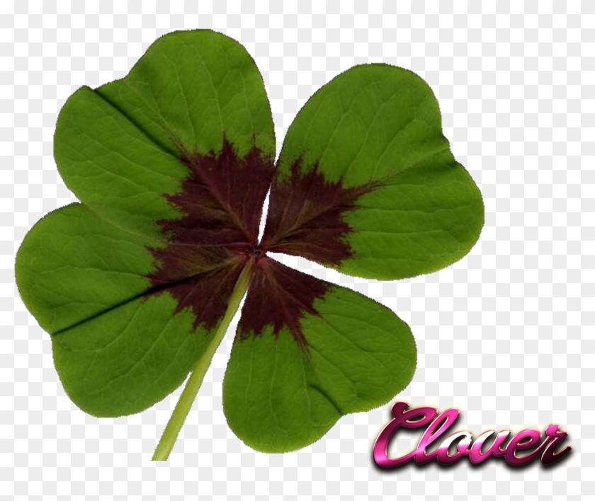 Clover Png File - Clover Png File - Free Transparent PNG Clipart Images ...