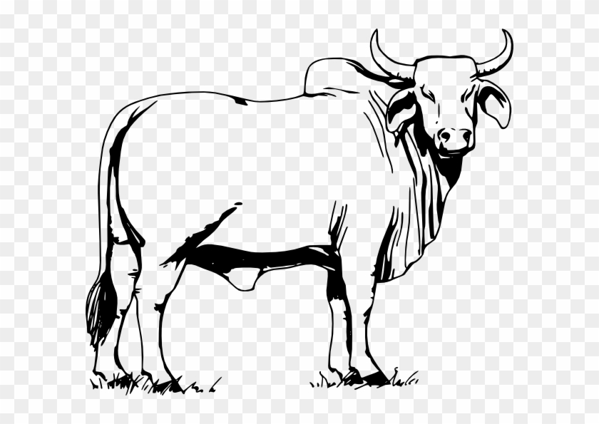 Drawn Bull Clip Art - Bull Clipart Black And White - Full Size PNG ...