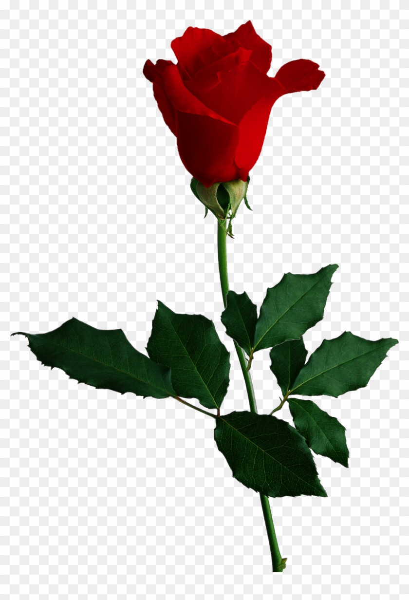 Image - Red Rose No Background - Full Size PNG Clipart Images Download
