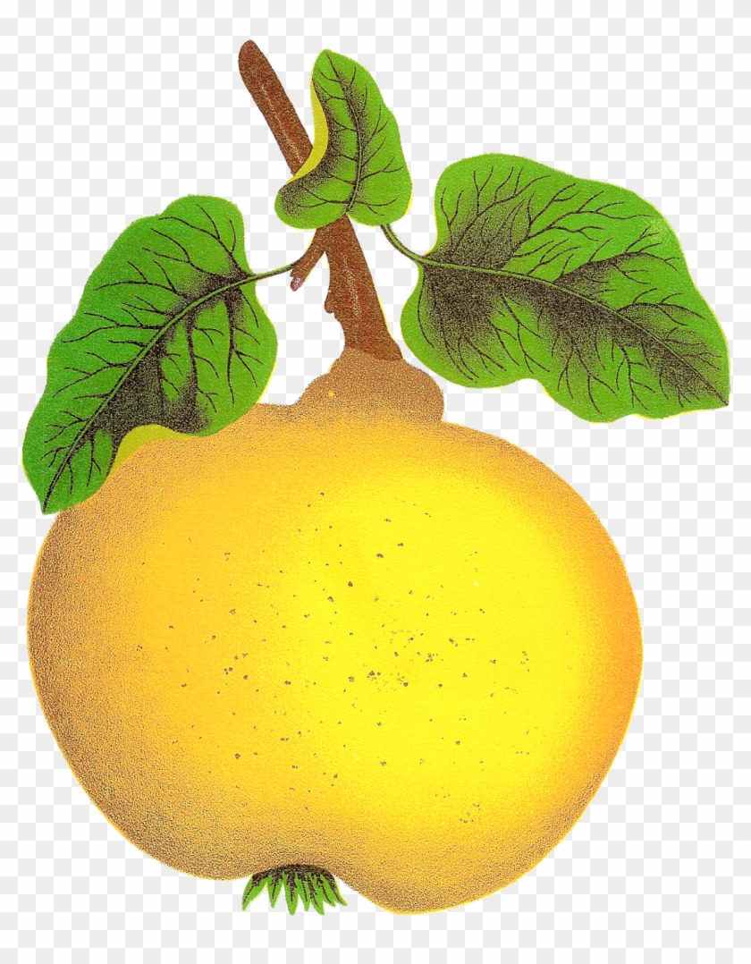 This Is A Gloriously Beautiful Digital Image Of The - Quince Clipart ...