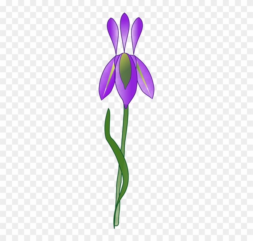 Iris Versicolor Iris Flower Data Set Clip Art - Iris Flower Vector Png ...