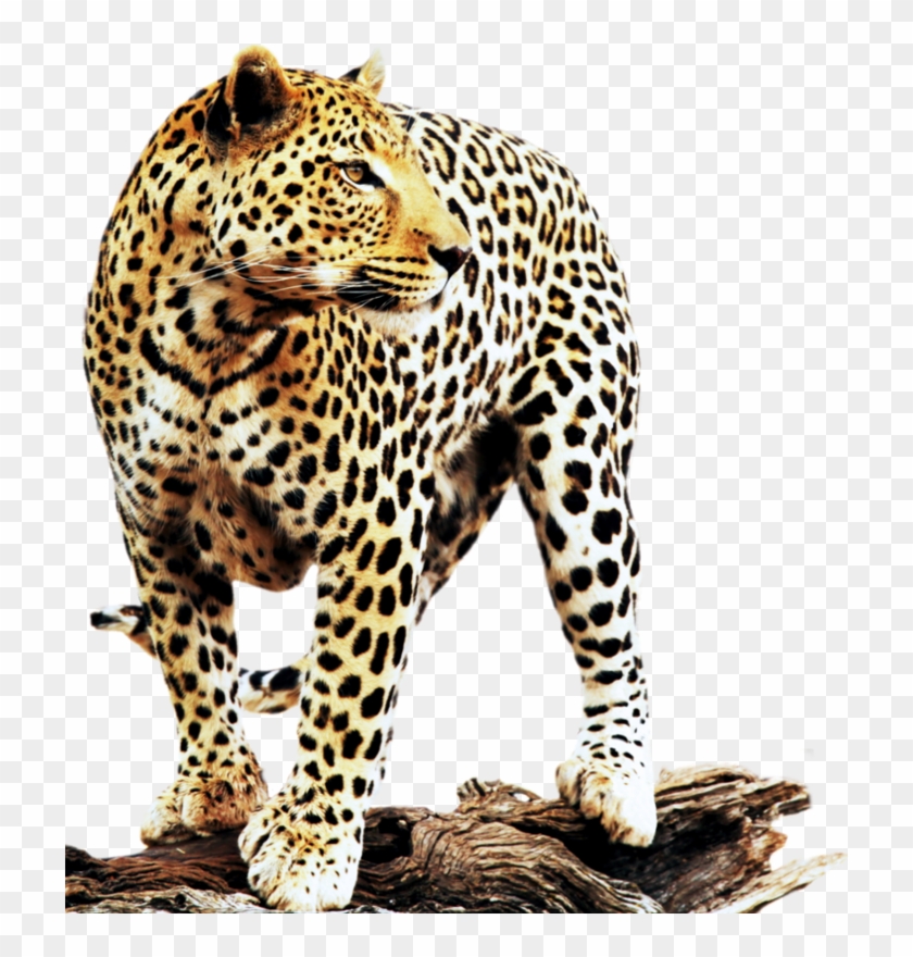 Leopard Background - Leopard Warrior: A Journey Into The African ...