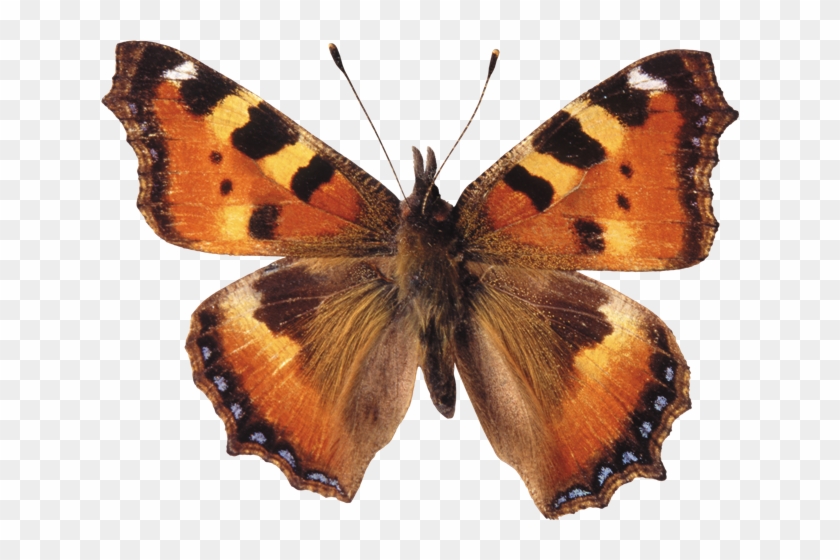 Butterfly 010 - Large Tortoiseshell - Free Transparent PNG Clipart ...