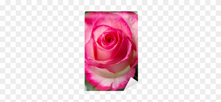 Pink - Free Transparent PNG Clipart Images Download