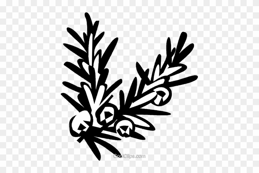 Juniper - Clip Art - Full Size PNG Clipart Images Download