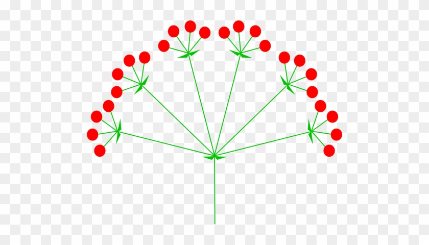 Compound Umbel Diagram From Wikipedia - Umbel Inflorescence - Free ...