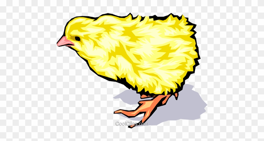 Baby Chicken Royalty Free Vector Clip Art Illustration - Baby Chicken ...