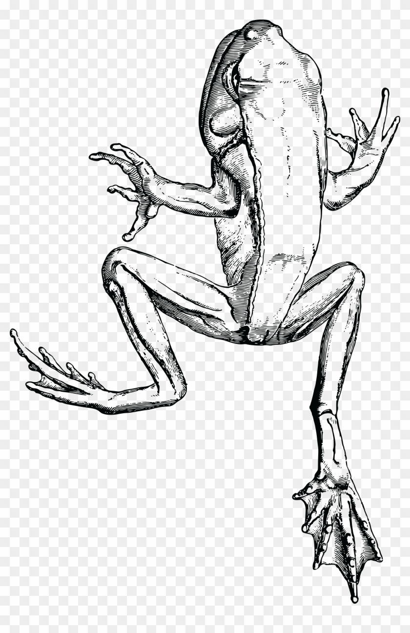 Free Clipart Of A Frog In Black And White - Frog - Full Size PNG ...