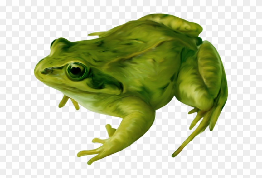 Frog Amphibian Drawing Clip Art - Green Frog Png - Full Size PNG ...