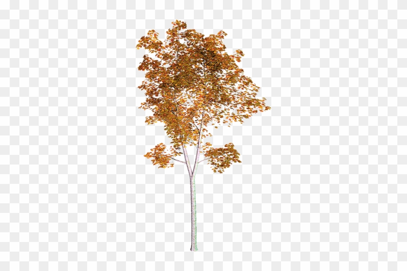 Tree-087 - Tree - Free Transparent PNG Clipart Images Download