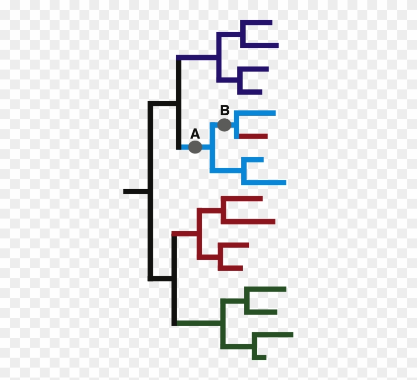E Schematic Phylogenetic Tree Showing The Best Possible - Phylogenetic ...