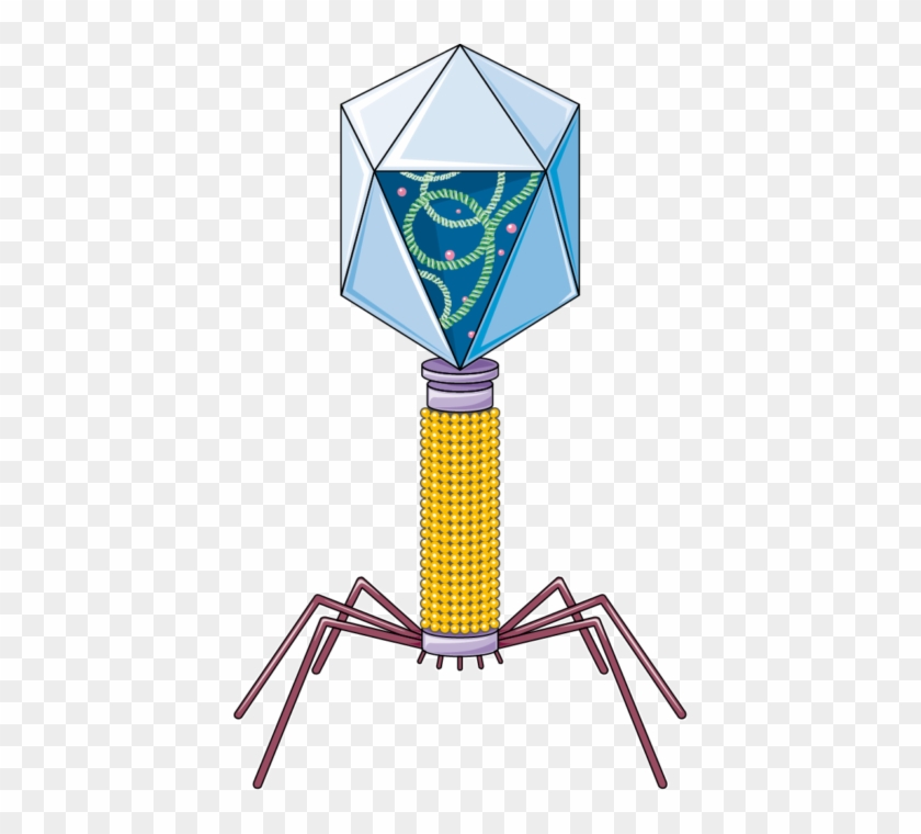 Bacteriophage - Bacteriophage Transparent - Full Size PNG Clipart ...