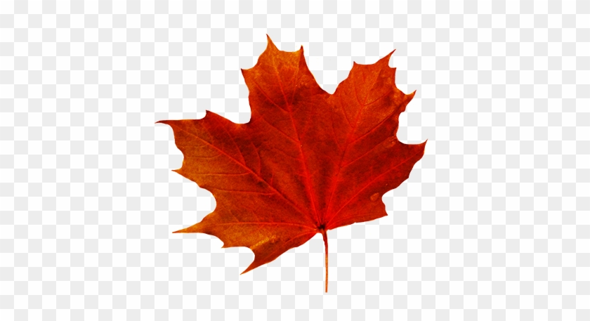 Fall Leaves Clip Art - Fall Leaf With Transparent Background - Full ...