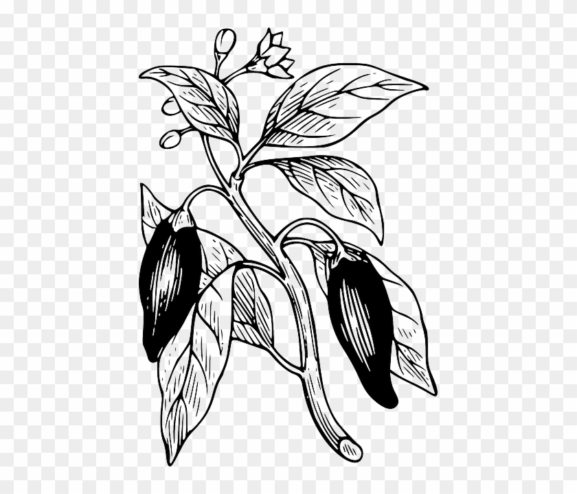 Capsicum Outline, Tree, Branch, Plant, Vine, Capsicum - Chilli Plant ...