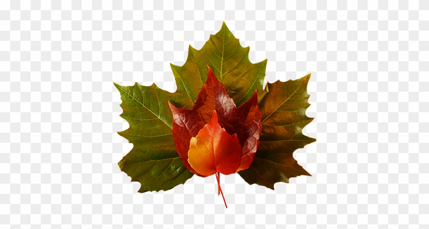 Fall Leaves Clip Art Small Red Yellow Leaf - Maple Leaf Green Png ...